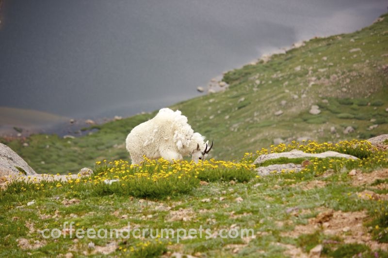 mountain goat - Coffee and Crumpets